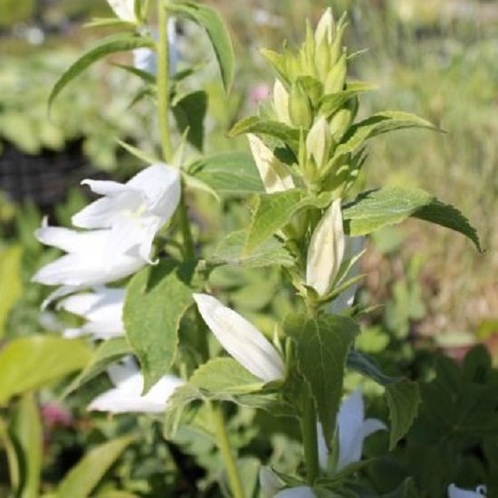 6x Breedbladig klokje - Campanula latifolia 'Macrantha Alba' - Pot ...