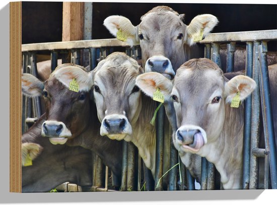 Hout - Groep Koeien in het Binnenverblijf van Boederij - 40x30 cm - 9 ...