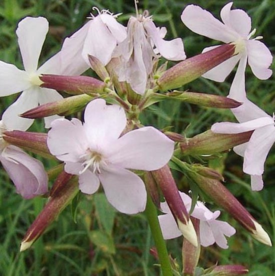 6x Zeepkruid - Saponaria officinalis ‘Alba Plena’ - Pot 9x9cm | bol