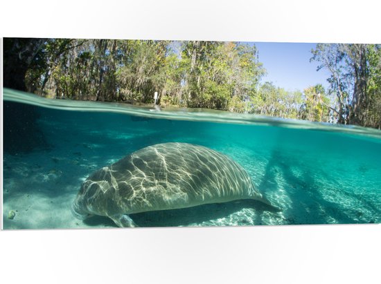 PVC Schuimplaat - Doejong Zeekoe Zwemmend over de Bodem in Ondiep Water ...