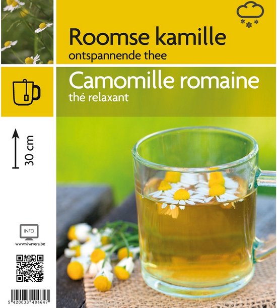 6x Roomse kamille - Chamaemelum nobile (Anthemis Nobilis) - Pot 9x9cm | bol
