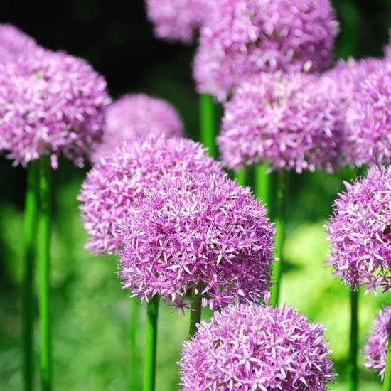 6x Sierui - Allium aflatunense ‘Purple Sensation’ - Pot 9x9cm | bol