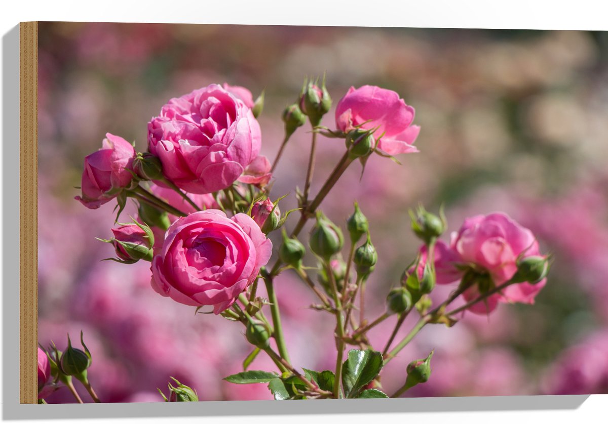 Hout - Veld vol Roze Klaprozen Bloemen - 60x40 cm - 9 mm dik - Foto op ...
