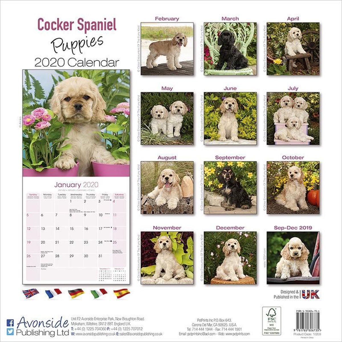 Cocker Spaniel Kalender Puppies 2020 | bol.com