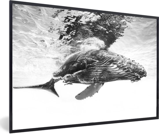 Poster met lijst - Frame - Walvis - Dieren - Zee - Zwart - Wit ...