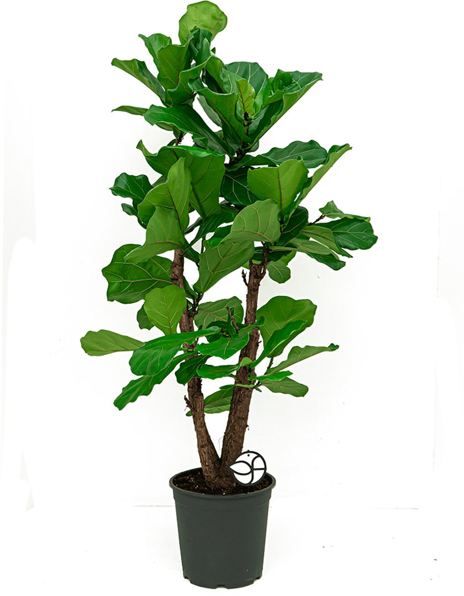 Ficus Lyrata vertakt | Vioolbladplant / Tabaksplant | bol.com