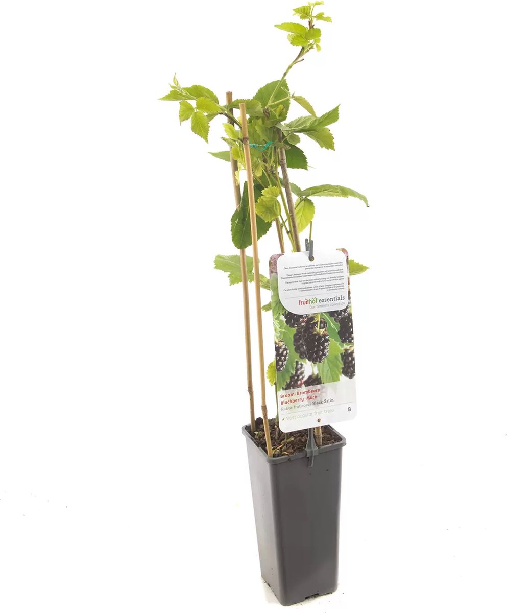 Doornloze zwarte braam - Rubus fruticosus 'Black Satin' - bramenstruik ...