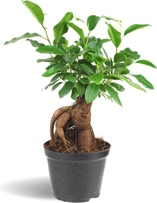 Ficus Ginseng - Bonsai boompje - 30cm hoog - Ø12cm - Ficus Microcarpa ...