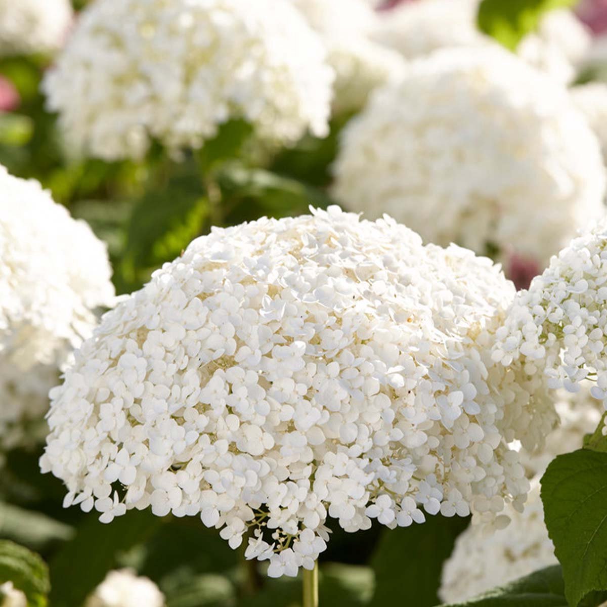 2x Hydrangea 'Strong Annabelle' – Hortensia – Wit – Heester ...