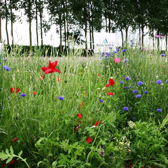 Buiten Bebouwde Kom - Veldbloemen Zaden Wilde Bloemen - 50 gram - 32 ...