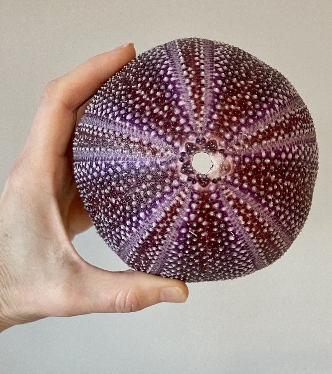 Zeeegel skelet zee-egel skelet | bol