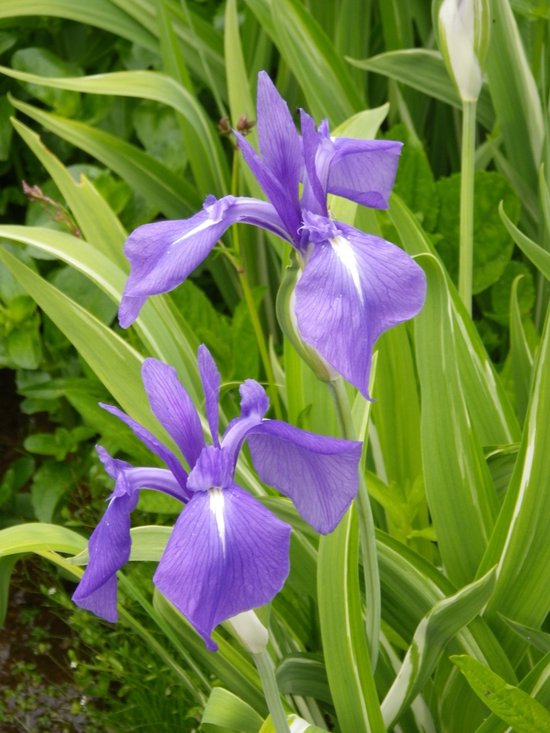 Moerings - Droogverpakking vijverplant - blauwe iris | bol