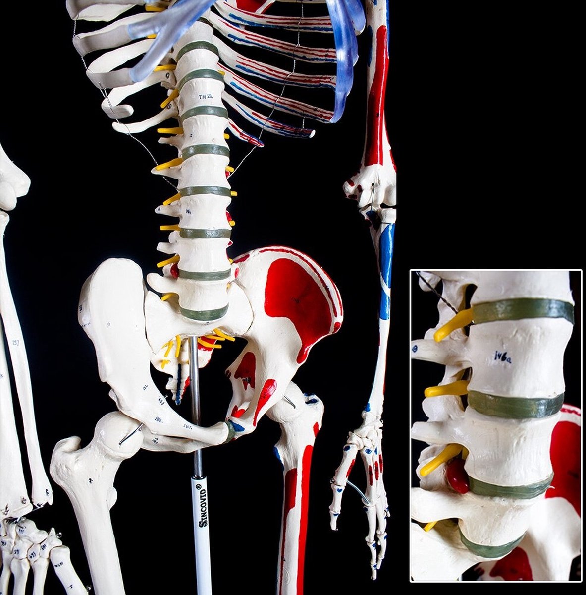 Anatomisch Skelet Met Spieren En Genummerde Botten - Menselijk Skelet | bol.com