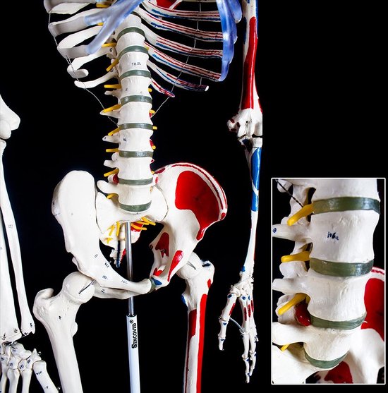 Anatomisch Skelet Met Spieren En Genummerde Botten - Menselijk Skelet ...