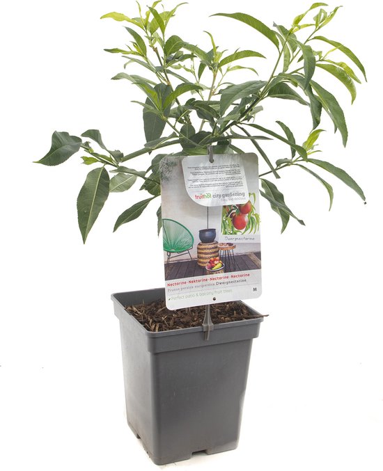 Nectarineboom - Nectarine - Prunus persica nucipersica - Dwergnectarine ...
