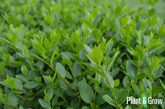 6x Ligusterhaag / Ligustrum ovalifolium | bol.com
