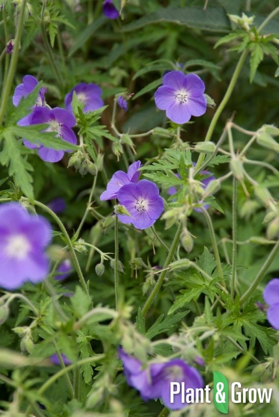 6x Ooievaarsbek / Geranium 'Brookside' | Meerjarige/Vaste planten ...