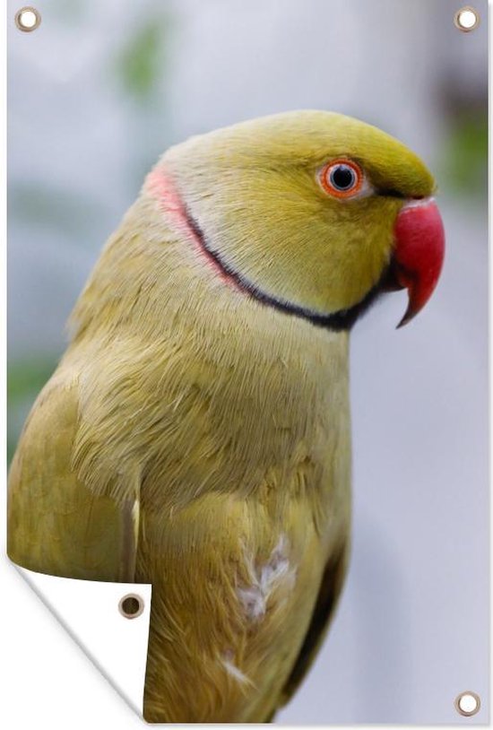 Portrait d'une perruche à collier avec un fond délavé affiche de jardin ...