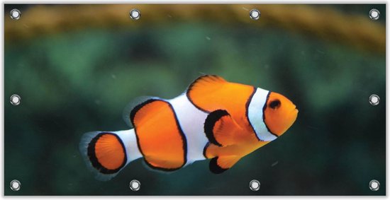 Tuinposter –Clownvis in het Water -200x100 Foto op Tuinposter ...