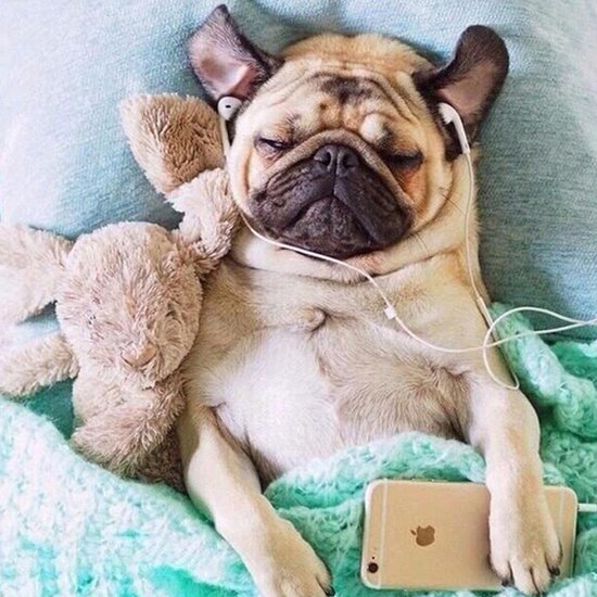 Diamond Painting Groot - Pug | bol