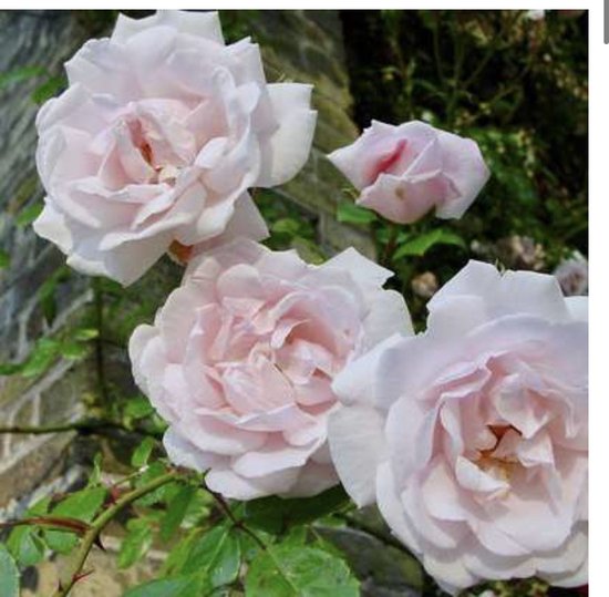 Rosa 'New Dawn' - STRUIKROOS, KLIMROOS 'NEW DAWN', roos in pot | bol.com