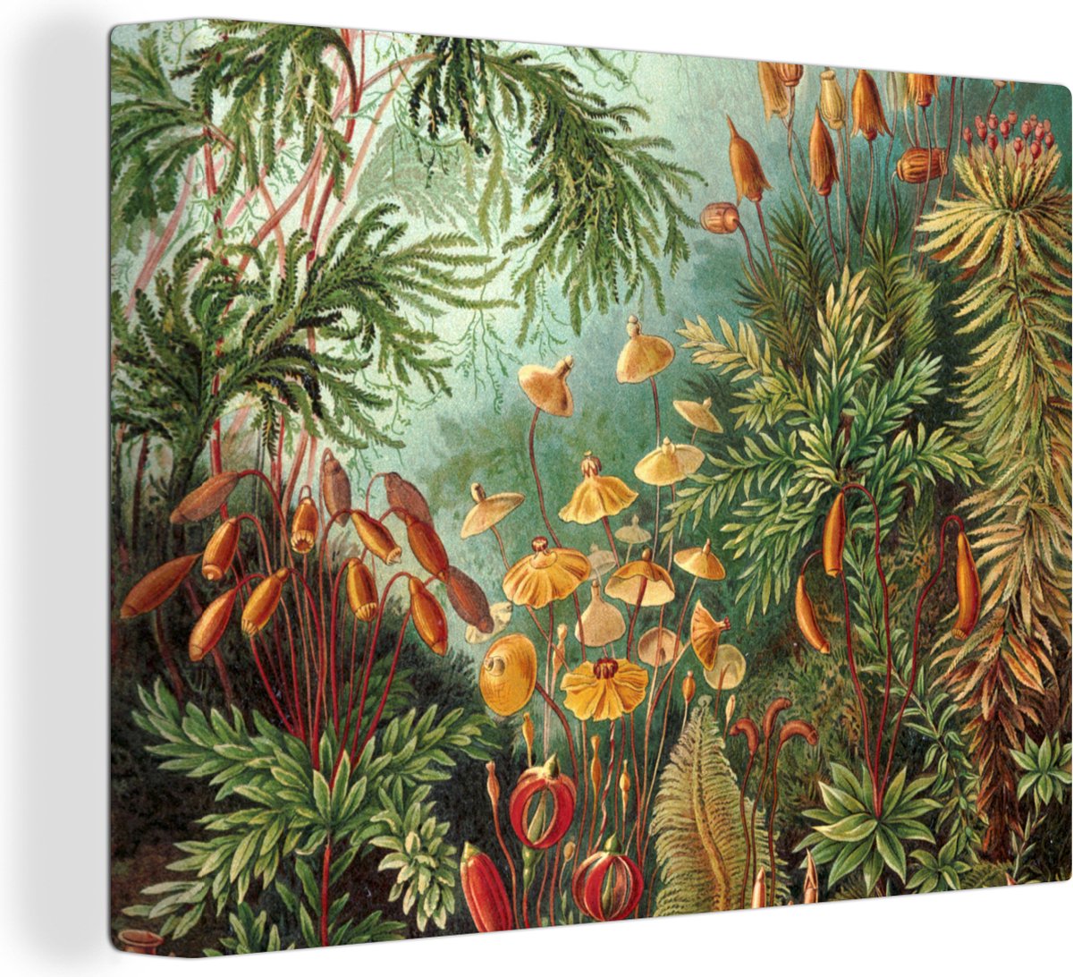 Toile - Peinture Maîtres Anciens - Art - Muscinae - Haeckel - 120x90 cm ...