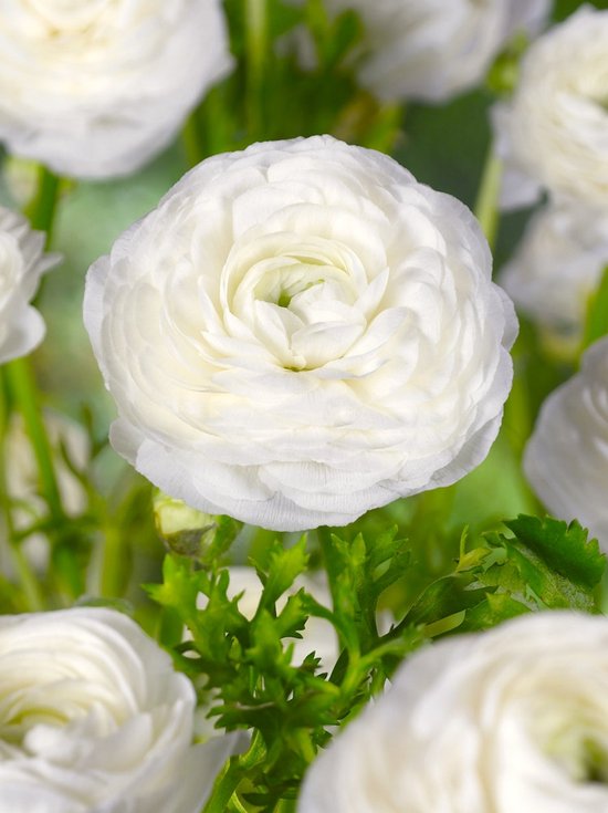 100x Ranonkel 'Ranunculus white' - BULBi® Bloembollen met bloeigarantie ...