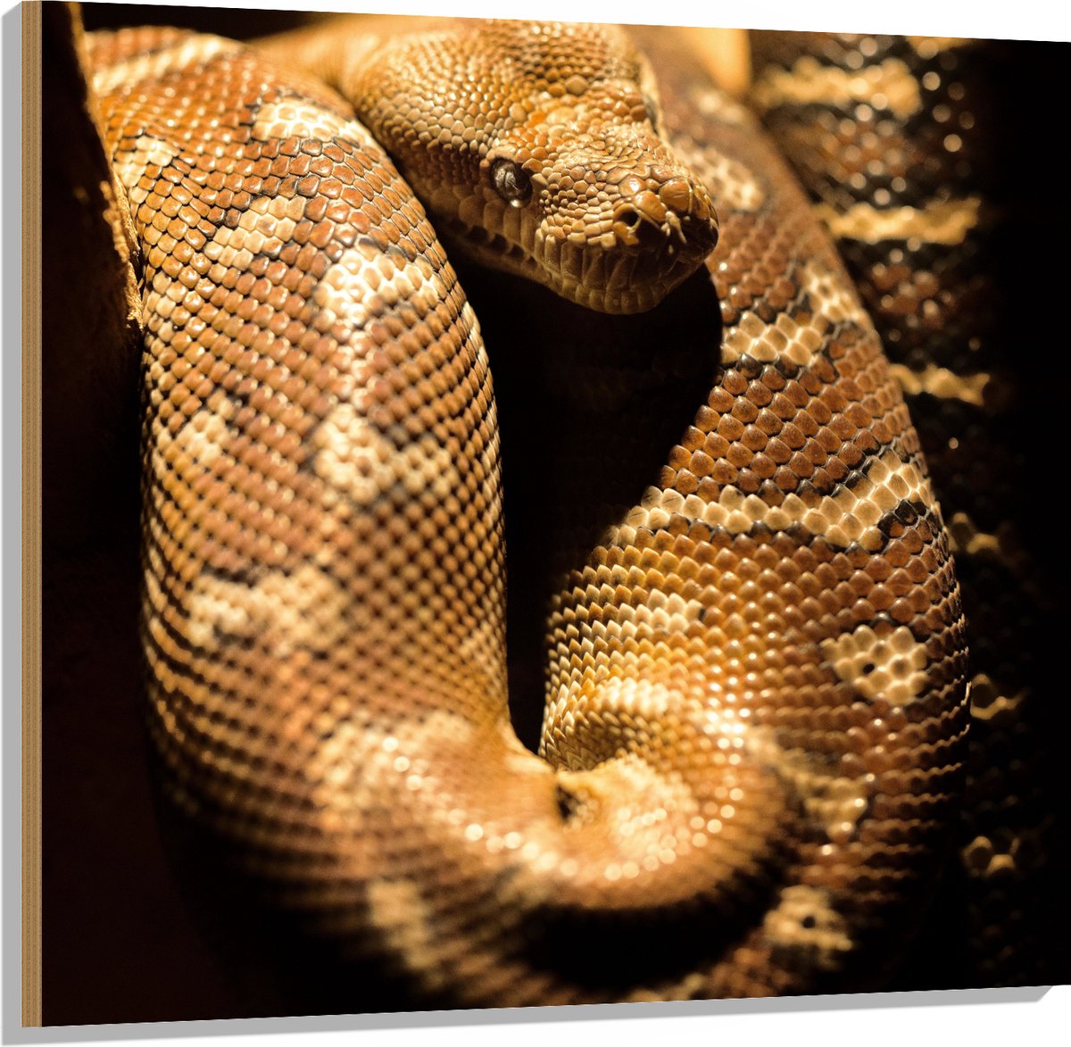 WallClassics - Hout - Bruine Slang - 100x100 cm - 12 mm dik - Foto op ...