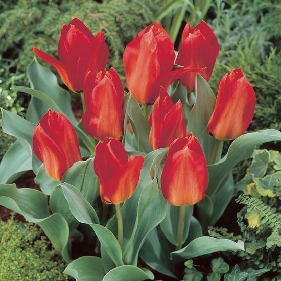 40 Tulp Princeps | bol.com