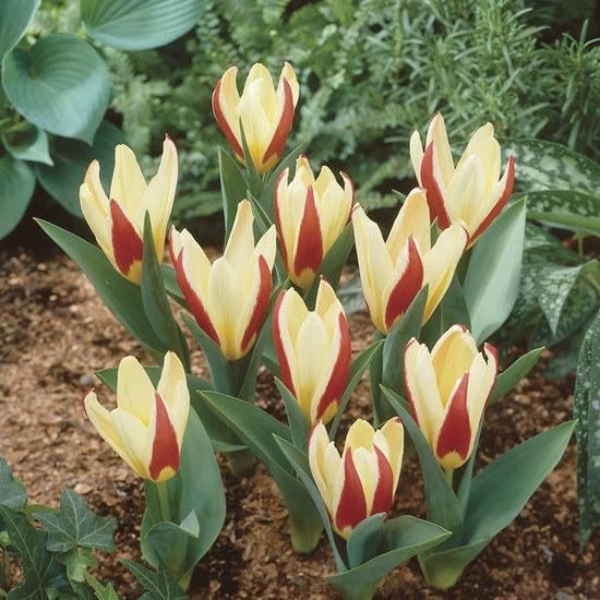 20 Tulp The First | bol.com