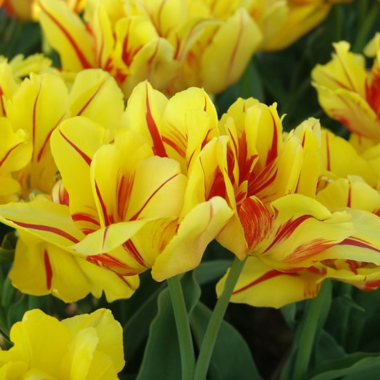 Tulp Monsella | 10 stuks | Dubbel vroeg | Geel | Rood | Tulpenbollen | bol