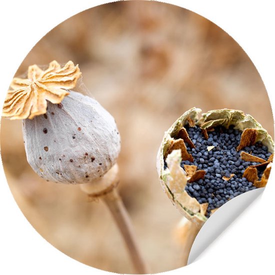 Behangcirkel Poppy Seeds | bol