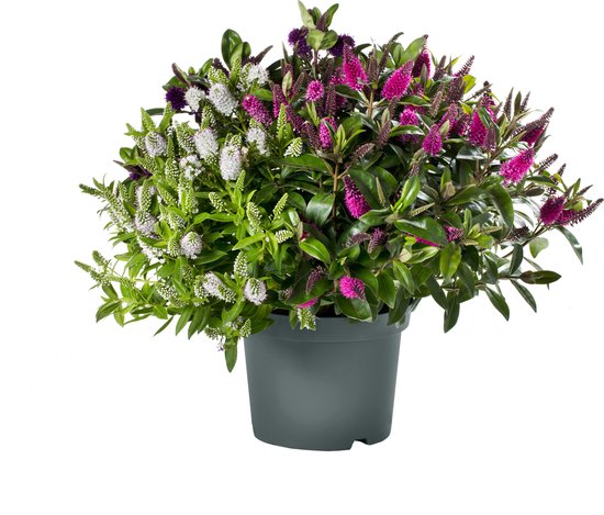 Addenda® Hebe Donna/Classica trio - Kwekerij Roest - Bloeiende plant ...