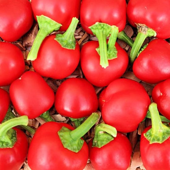 BIO paprika zaden - Paprika Mini Bell Rood | bol