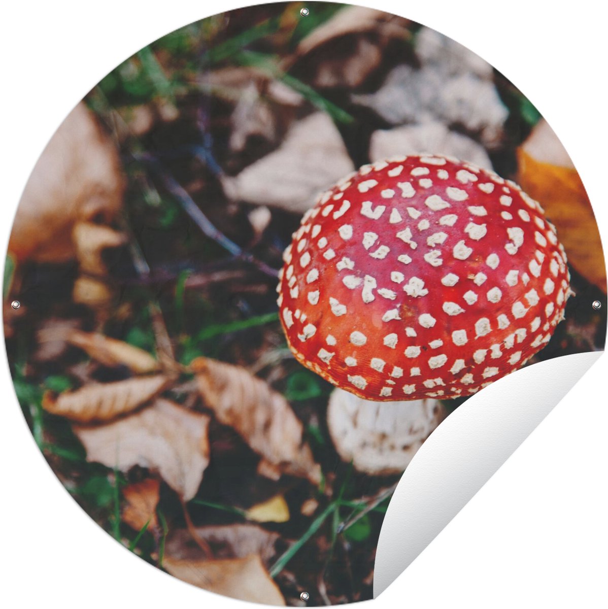 Garden Circle Automne - Champignon - Feuilles - Nature - 60x60 ...