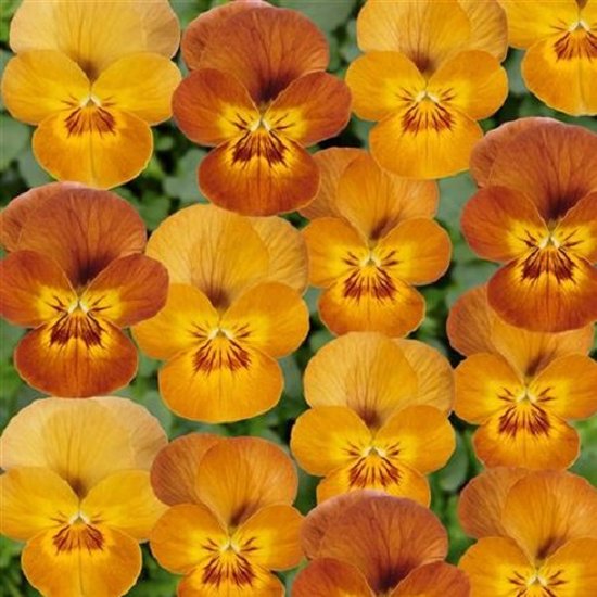 Viool Viola x Cornuta F1 honey | bol