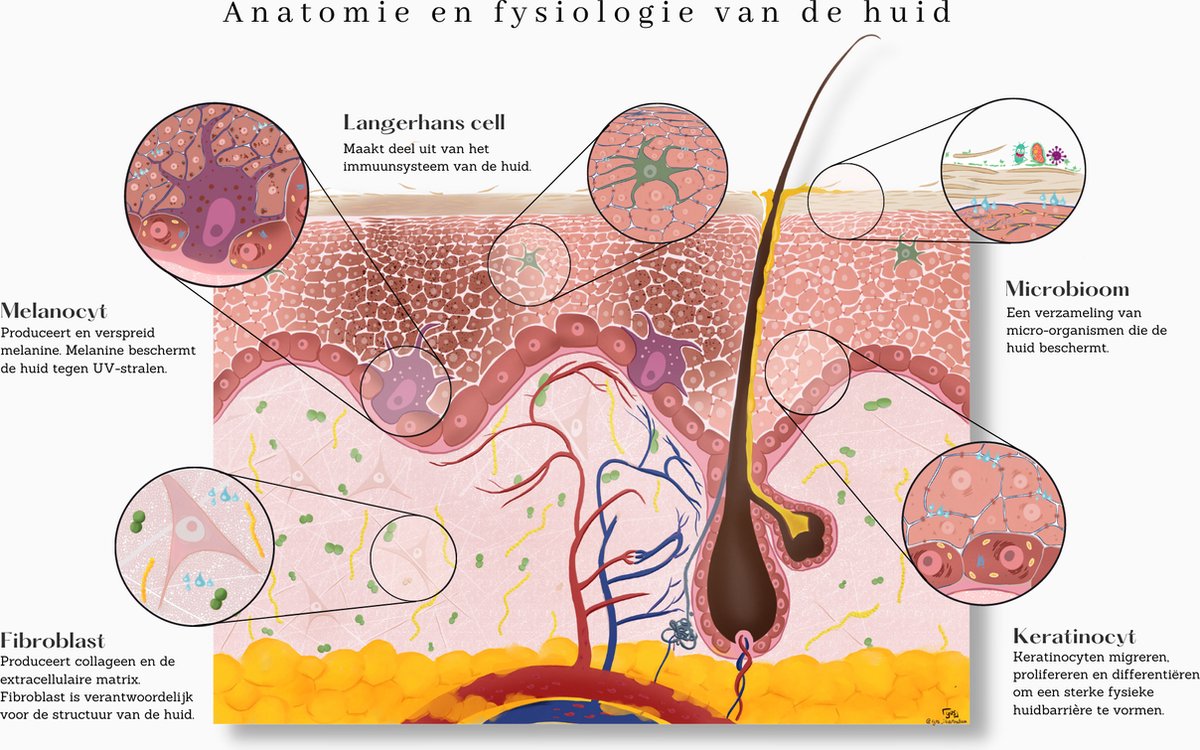 The social skincoach - Huidkaart - Anatomie poster huid - A4 - roze ...