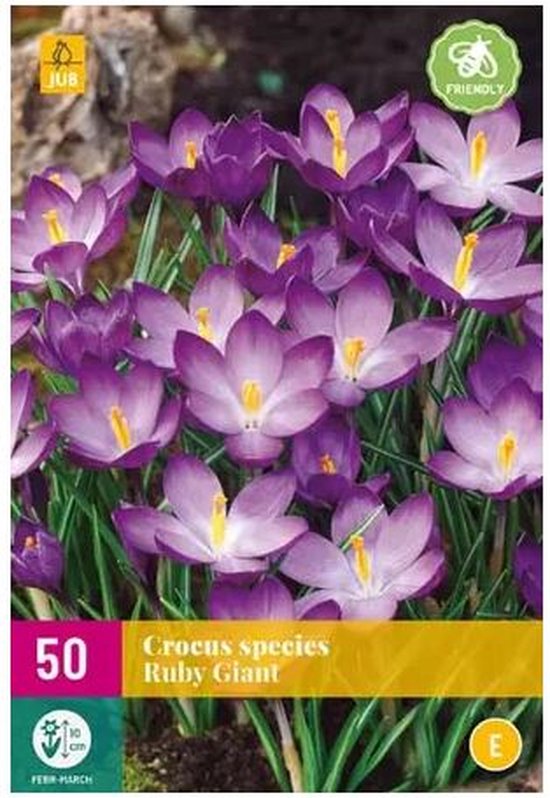 X 50 Crocus species Ruby Giant | bol.com