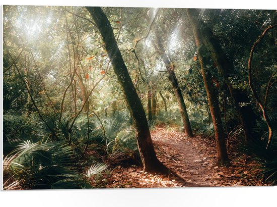 WallClassics - PVC Schuimplaat- Bospad in een Tropisch Bos - 75x50 cm ...