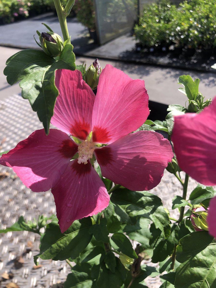 Hibiscus Syriacus 'Woodbridge' - Altheastruik 40-60 cm pot | bol