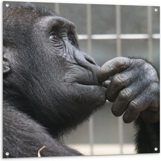 WallClassics - Poster de jardin - Singe en pleine réflexion - 100x100 ...