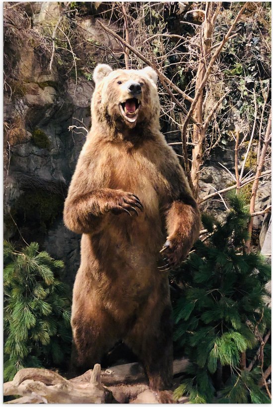 WallClassics - Poster (Mat) - Staande Bruine Beer in het Bos - 60x90 cm ...