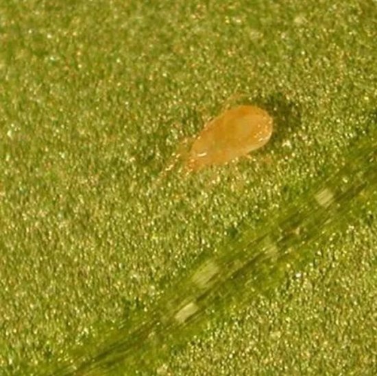 Ferrarium kweekzakjes tegen trips 10 zakjes - trips bestrijden - trips ...