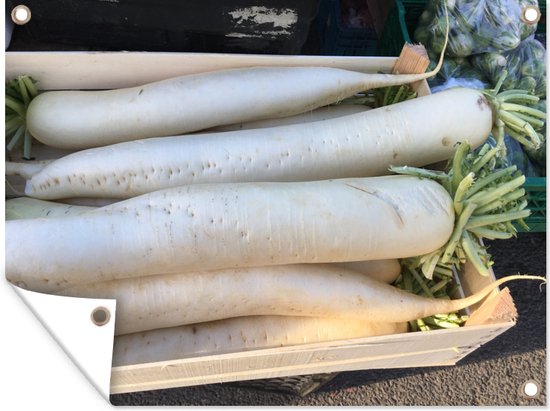 Long radis blanc dans une boîte en bois Affiche de jardin 160x120 cm ...