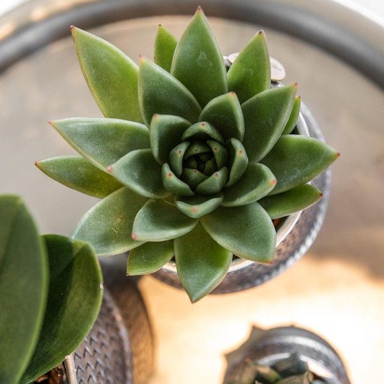 Vetplant – Vetplanten mix (Succulentus) met bloempot – Hoogte: 9 cm ...