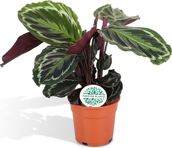 Calathea – Marantaceae (Calathea Medaillon) – Hoogte: 60 cm – van ...