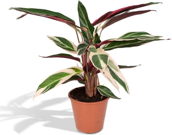 Calathea – Marantaceae (Calathea Triostar) – Hoogte: 70 cm – van ...