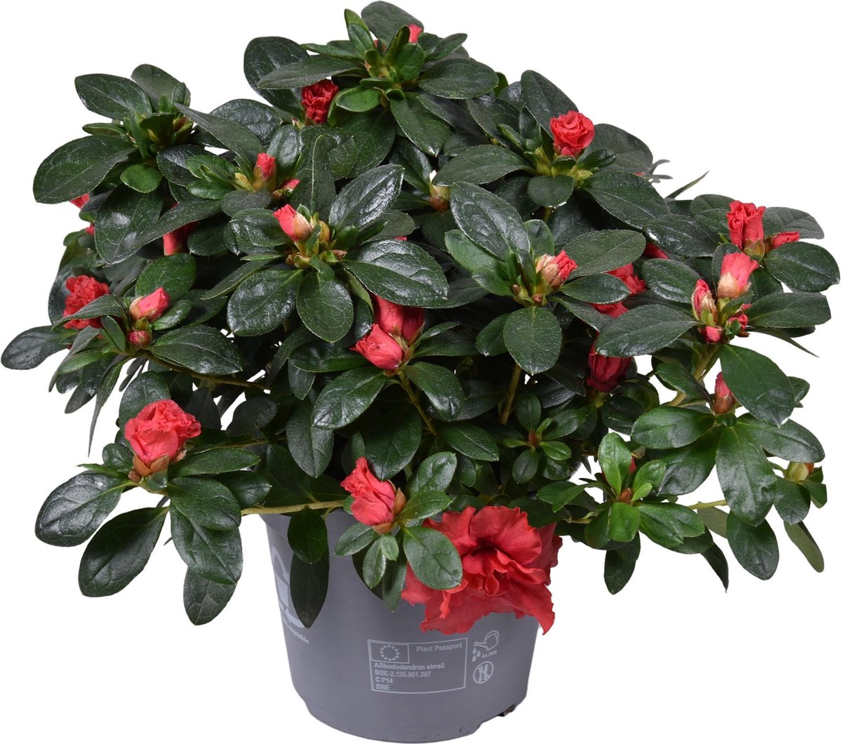 Struiken – Azalea Jimmy (Azalea Jimmy) – Hoogte: 30 cm – van Botanicly ...