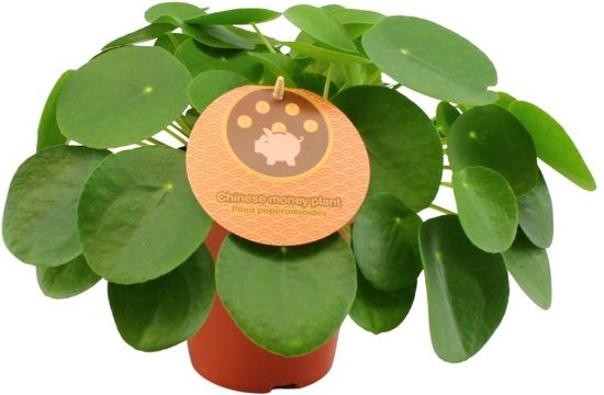 Groene plant – Pannenkoekenplant (Pilea Peperomioides) – Hoogte: 30 cm ...