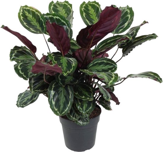 Calathea – Marantaceae (Calathea) – Hoogte: 80 cm – van Botanicly | bol